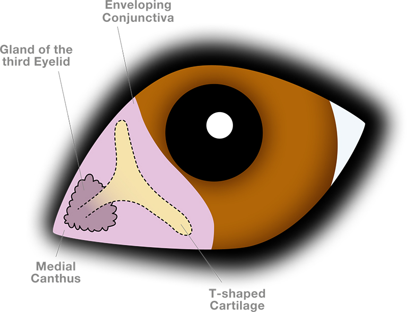 Eyelid Anatomy